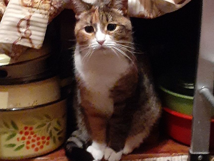 Кошка Лиза ищет новый дом