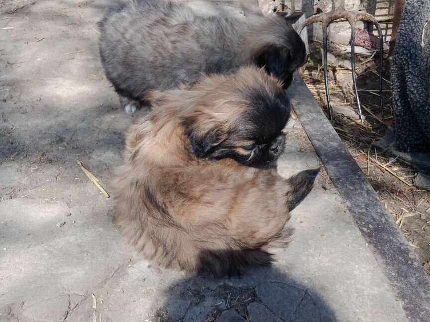 Щенки пекинеса