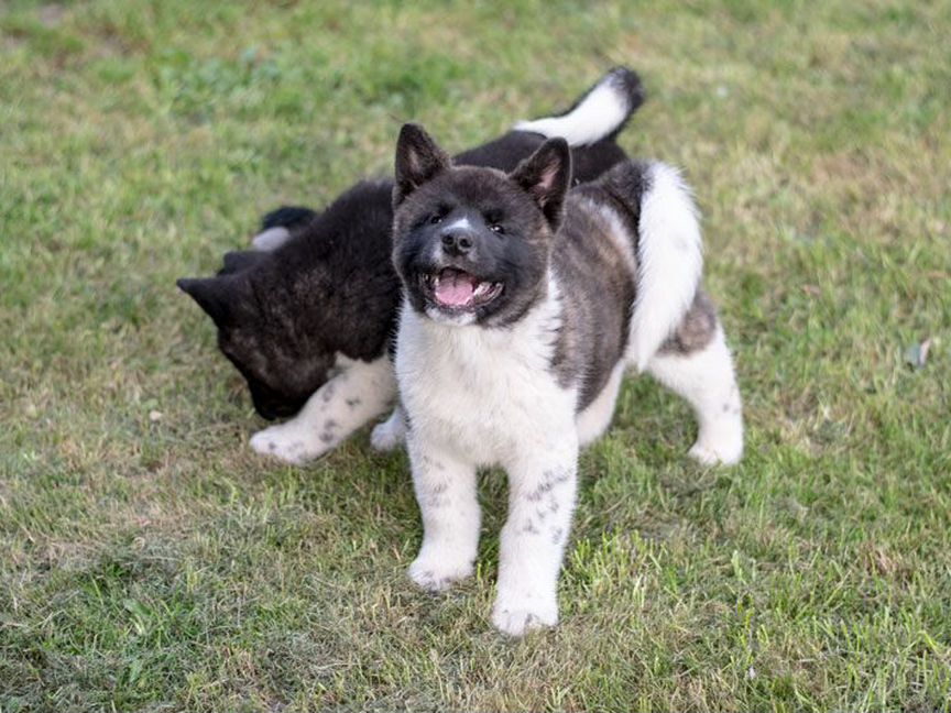 Щенки американской акиты