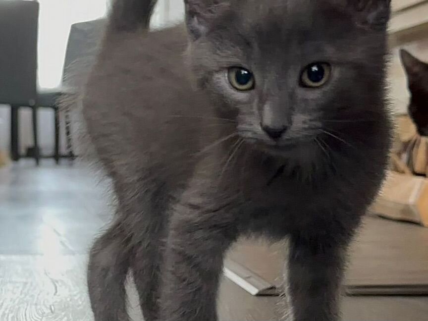 Малыш Тучик 2,5 мес в добрые руки