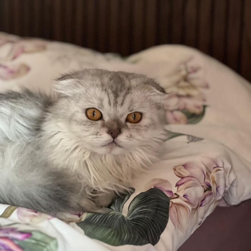 Шотландская вислоухая кошка бесплатно