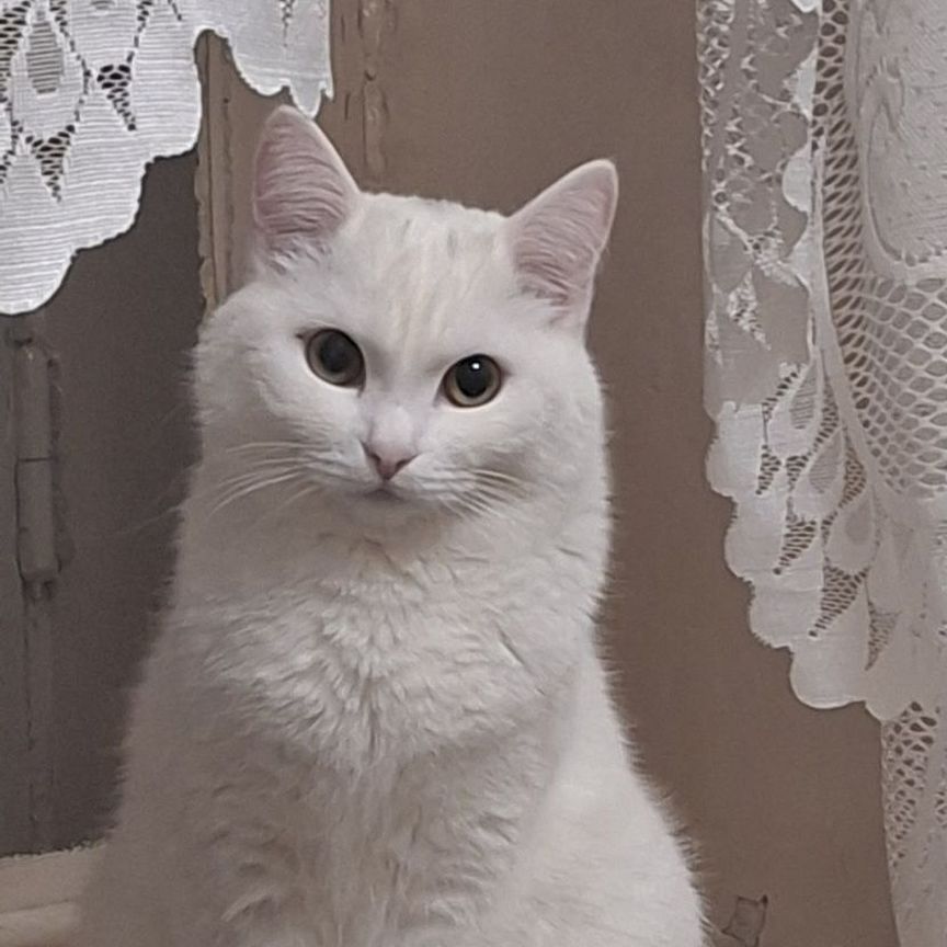 Взрослая, кошка в добрые руки