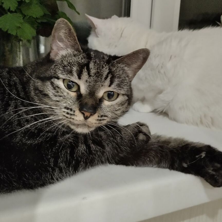 Кошки