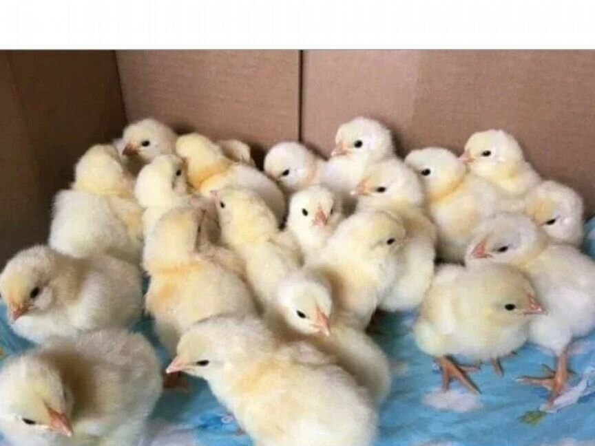 Цыплята суточные породные несушки