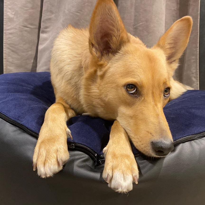 Пуф - лежанка для животных