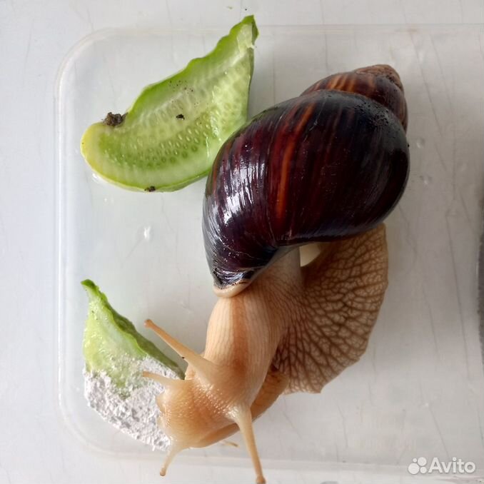 Улитки Ахатины (маленькие бесплатно)