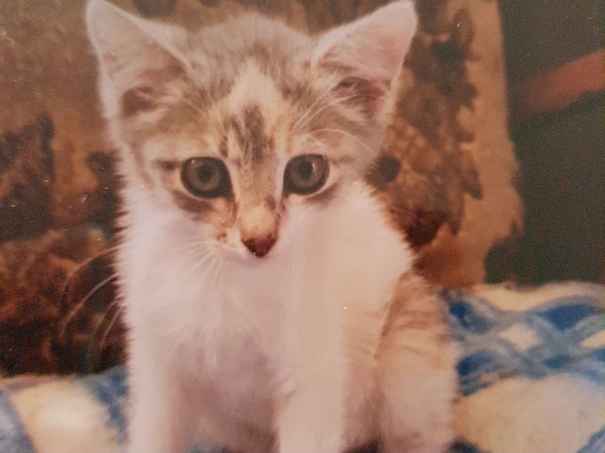 Котёнок трёхцветная девочка 2,5 месяца