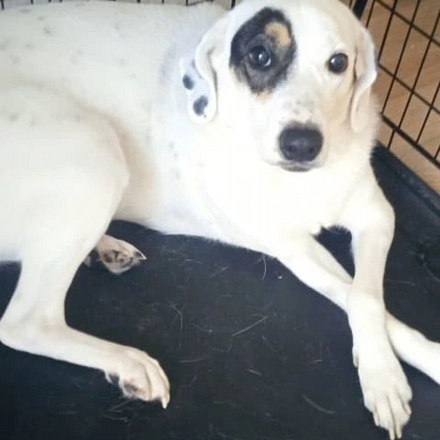 Собака стала не нужна хозяевам