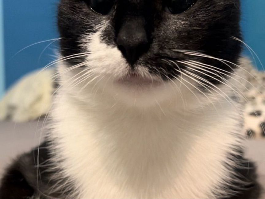 Кошка Петра