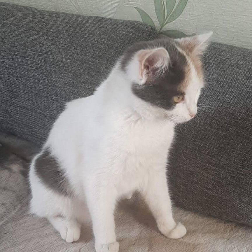 Котики бесплатно