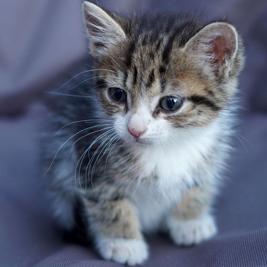Котенок Маруся 1,5 месяца в добрые руки