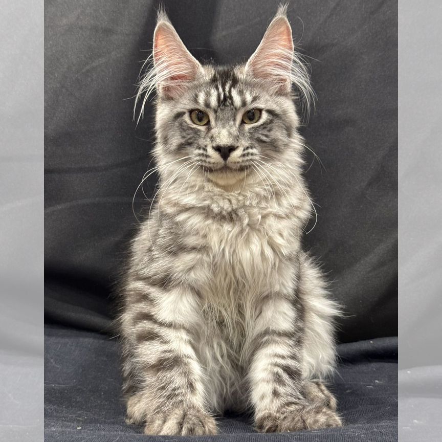 Котята мейкун