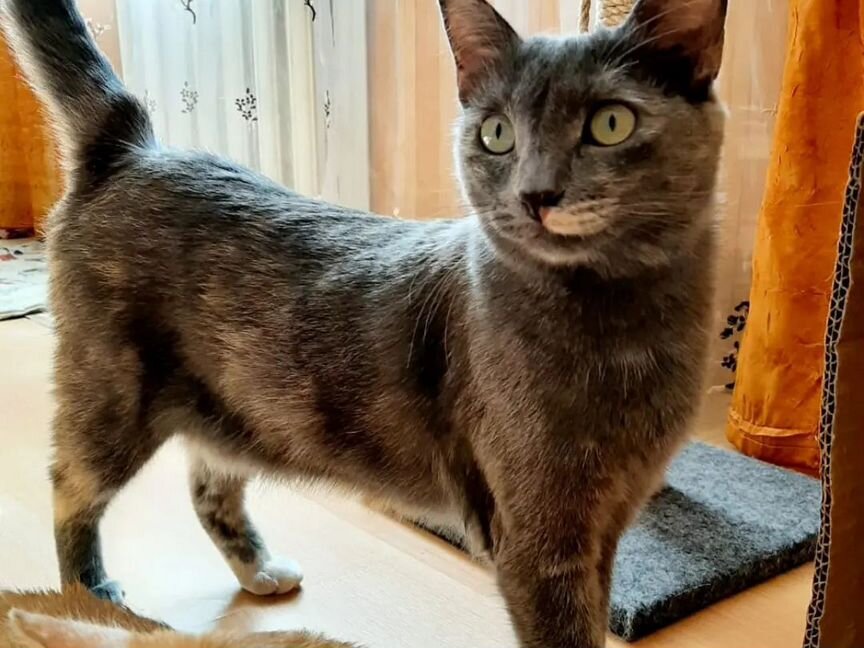Кошечка Гера ищет дом