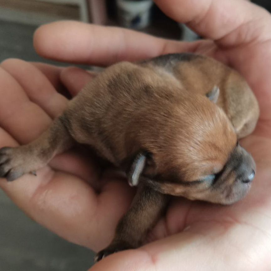 Русский той-терьер, щенок