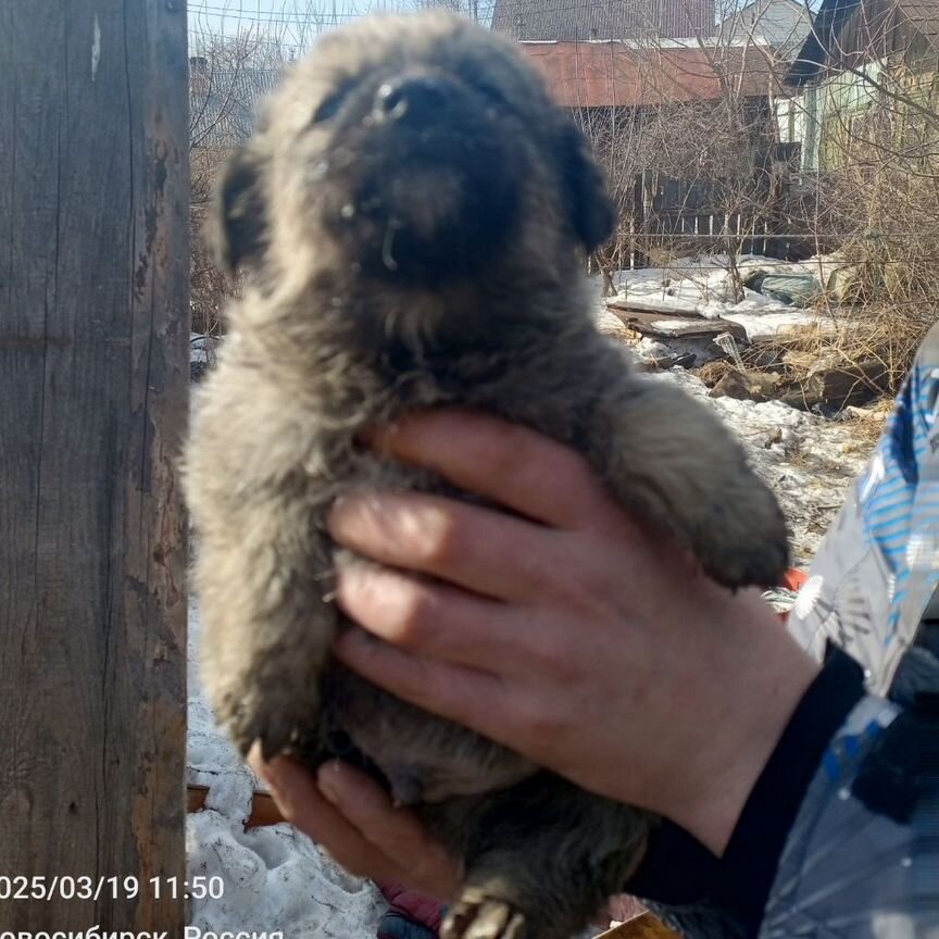 Щенок девочка мальчик 1 месяц