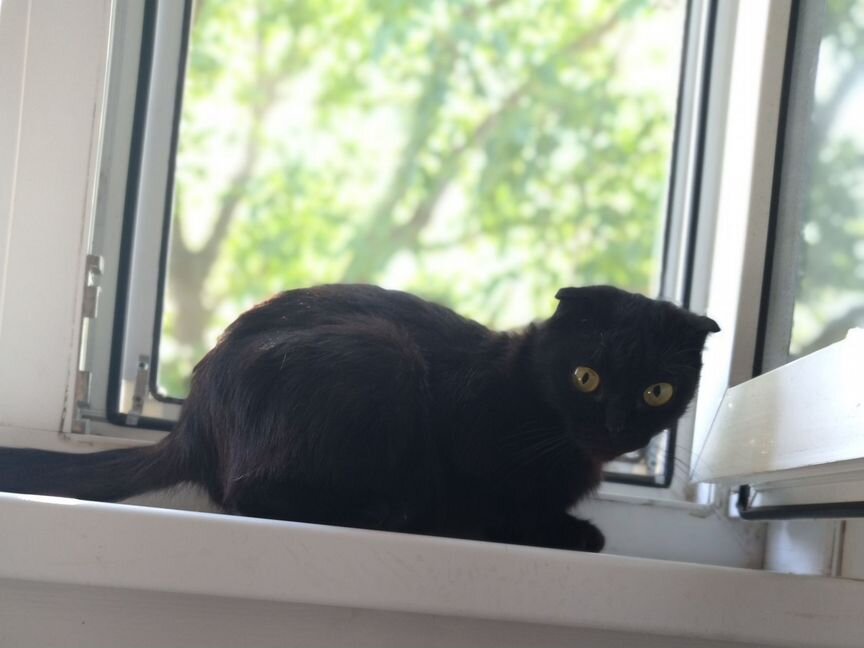 Кошка котенок черная