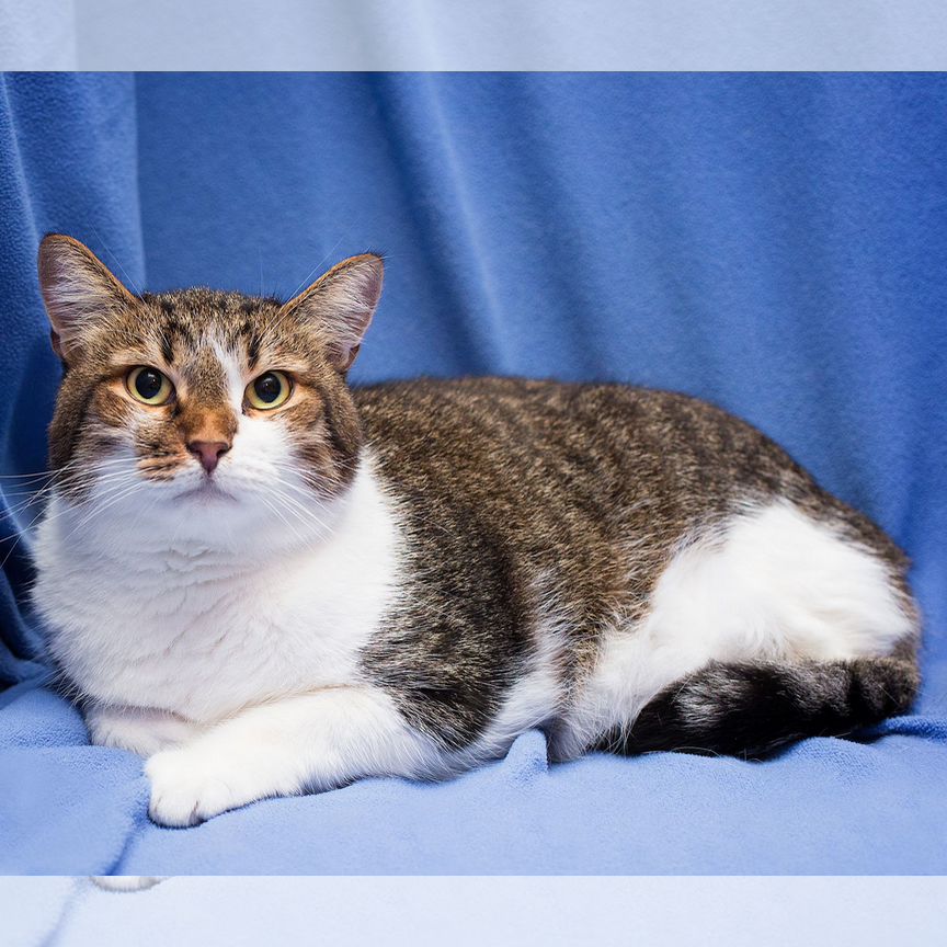 Взрослый кот в добрые руки