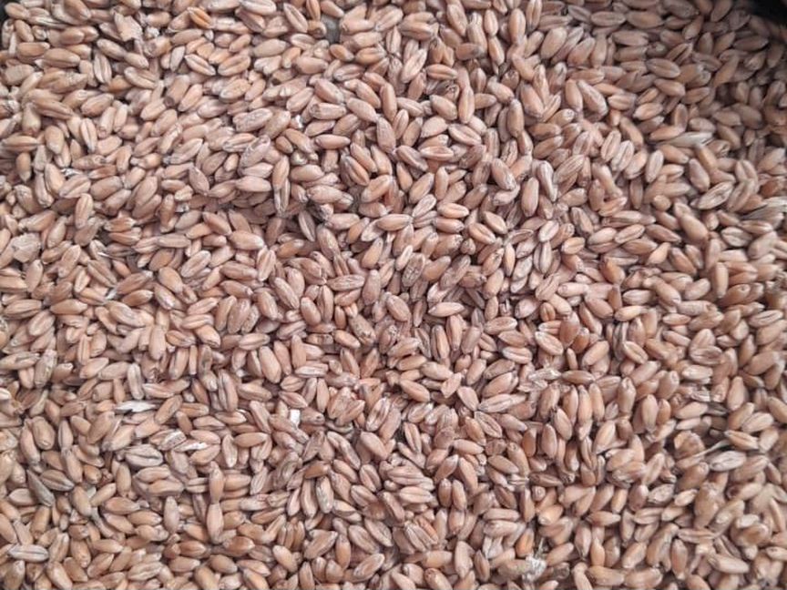 Зерно пшеницы