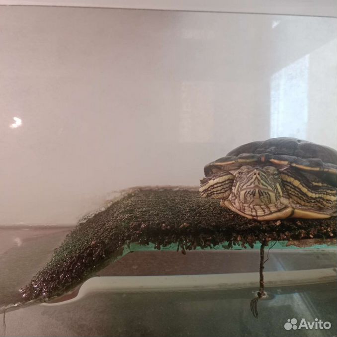 Красноухая черепаха с аквариумом
