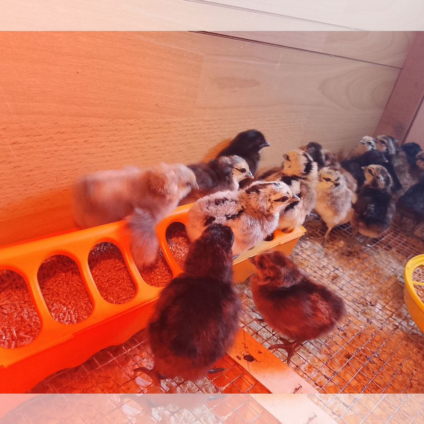 Цыплята лакеданзи