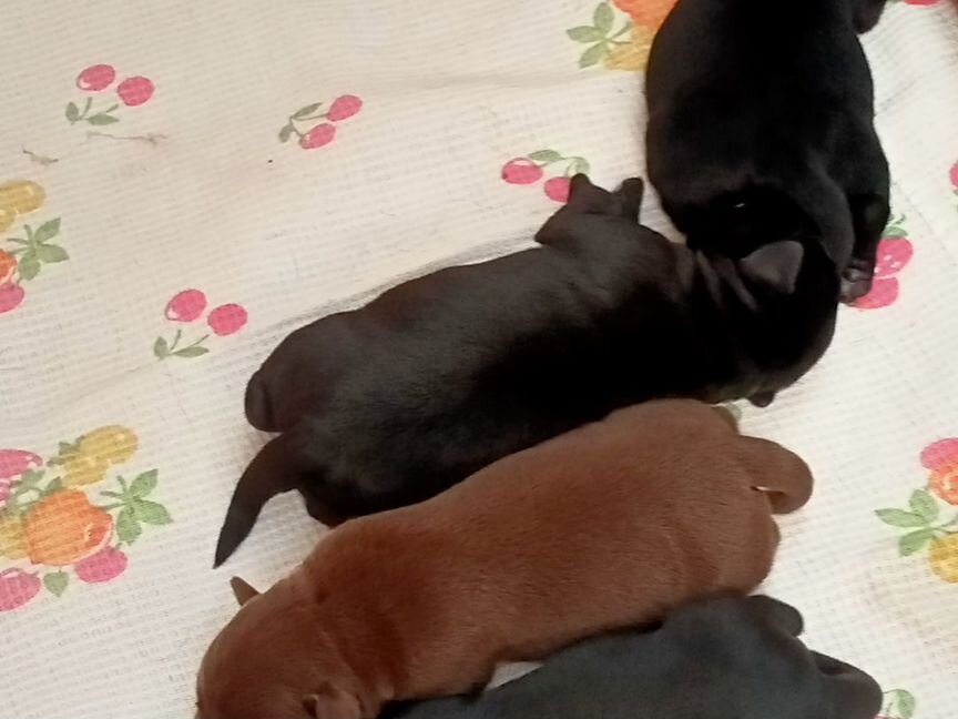 Лабромалыши