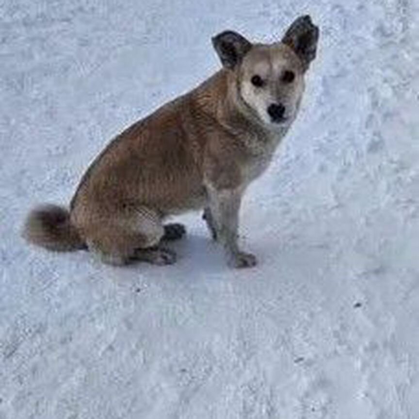 Собака ищет хозяев