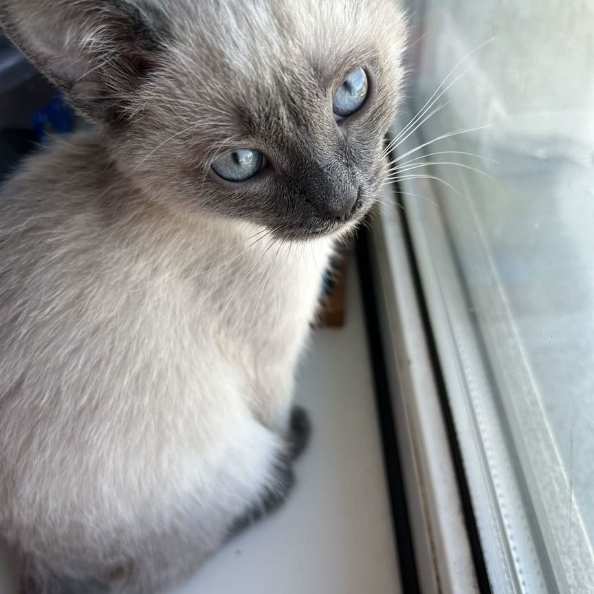 Котенок девочка в добрые руки