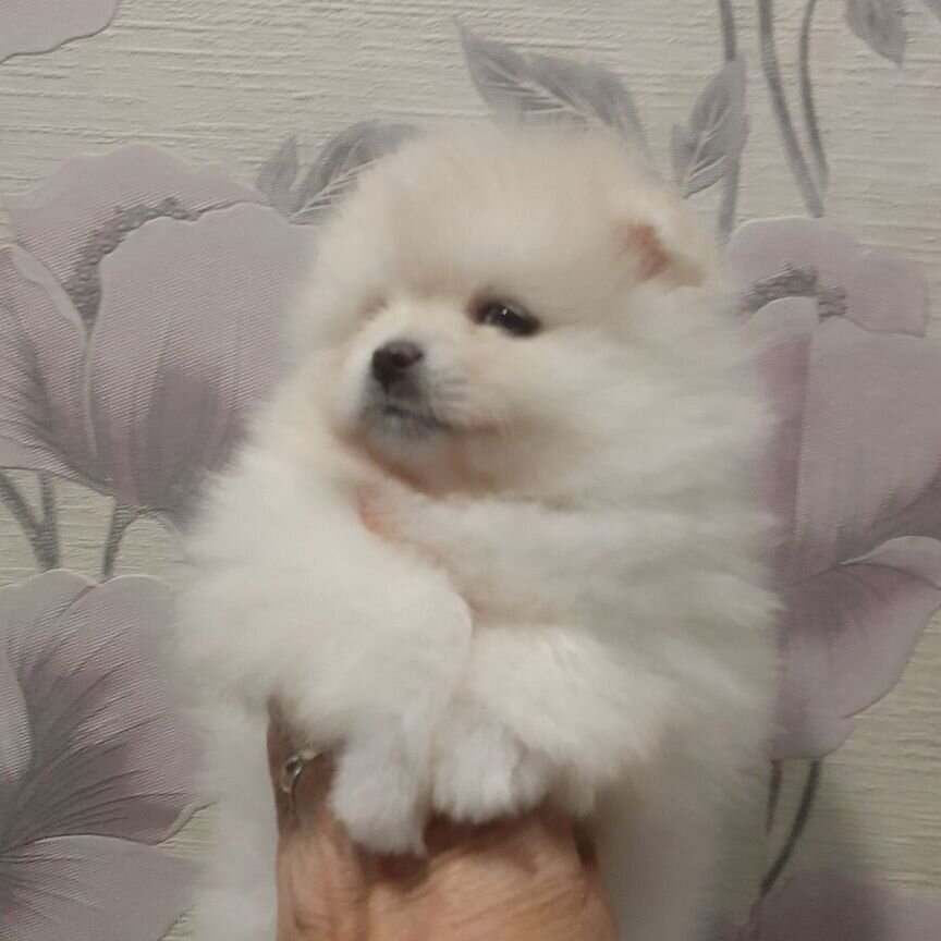 Померанский шпиц, щенок