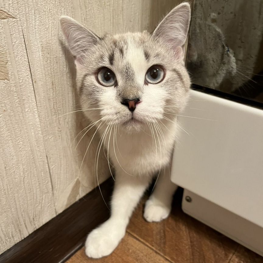 Британский короткошёрстный кот, взрослый