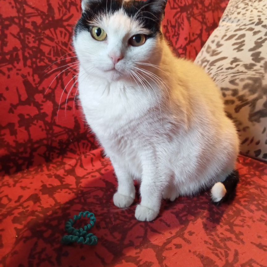 Белка ищет дом