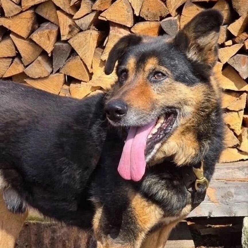 Пират ищет дом