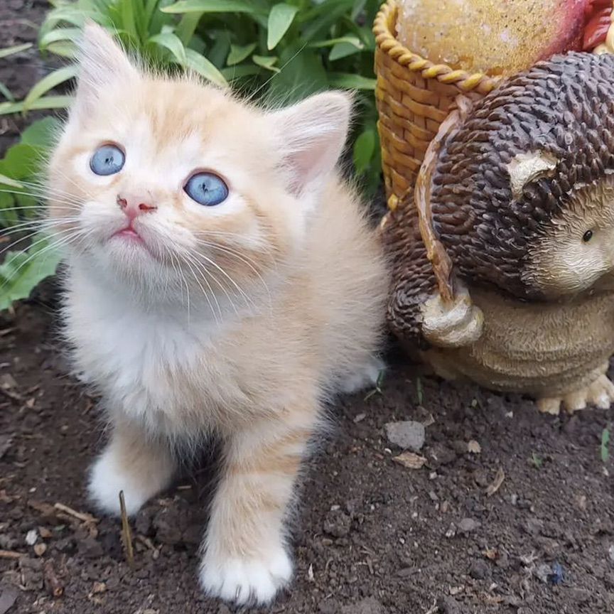 Котёнок в добрые руки