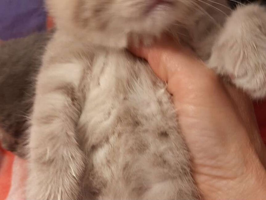 Шотландские вислоухие котята