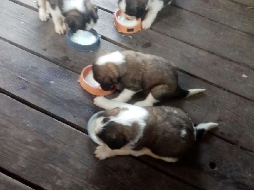 Щенки сенбернара