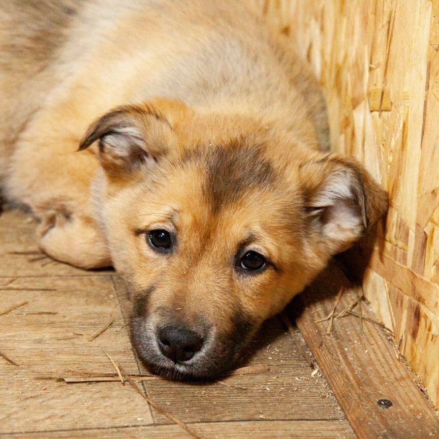 Щенок в добрые руки бесплатно