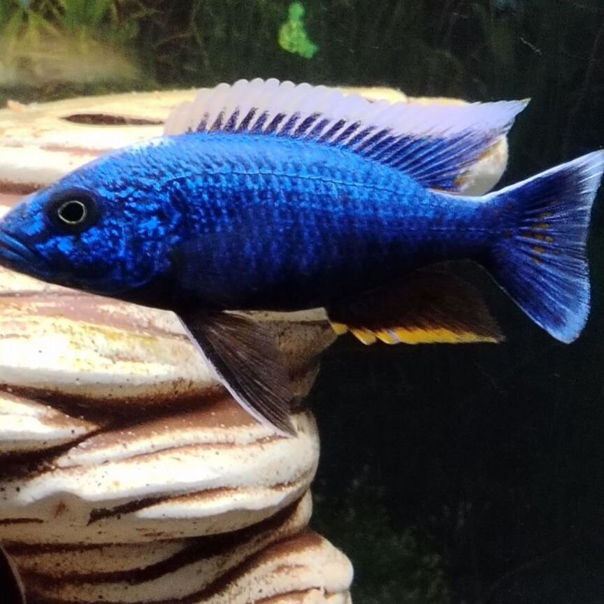 Хаплохромис Джексона (половозрелая пара)