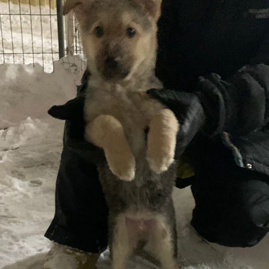 Щенок мальчик в добрые руки