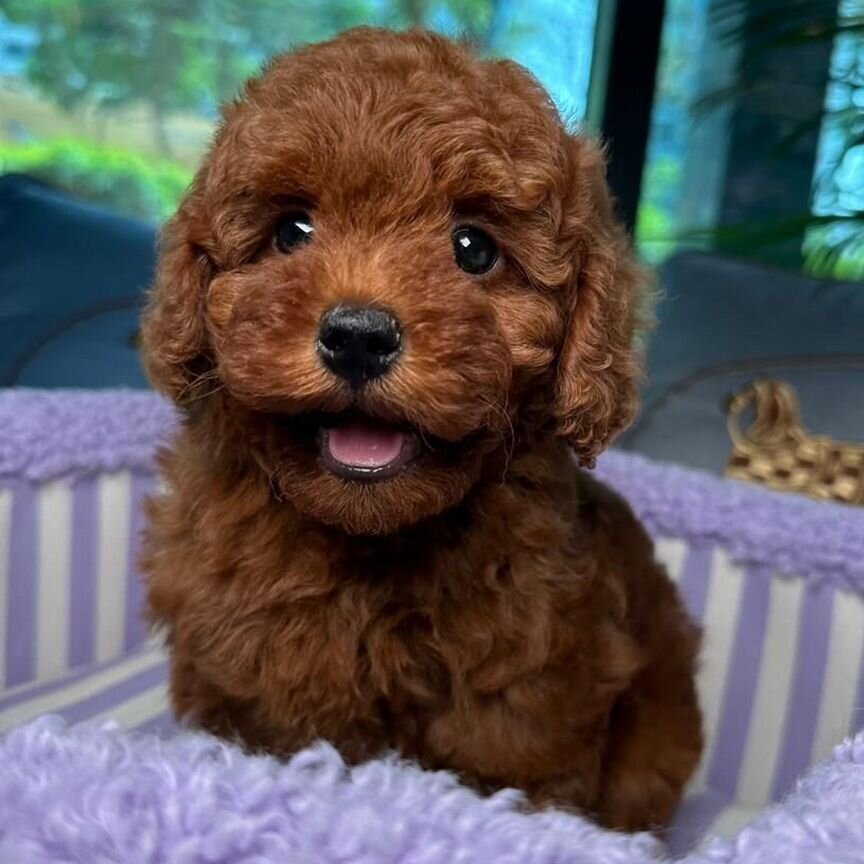 Той-пудель, щенок