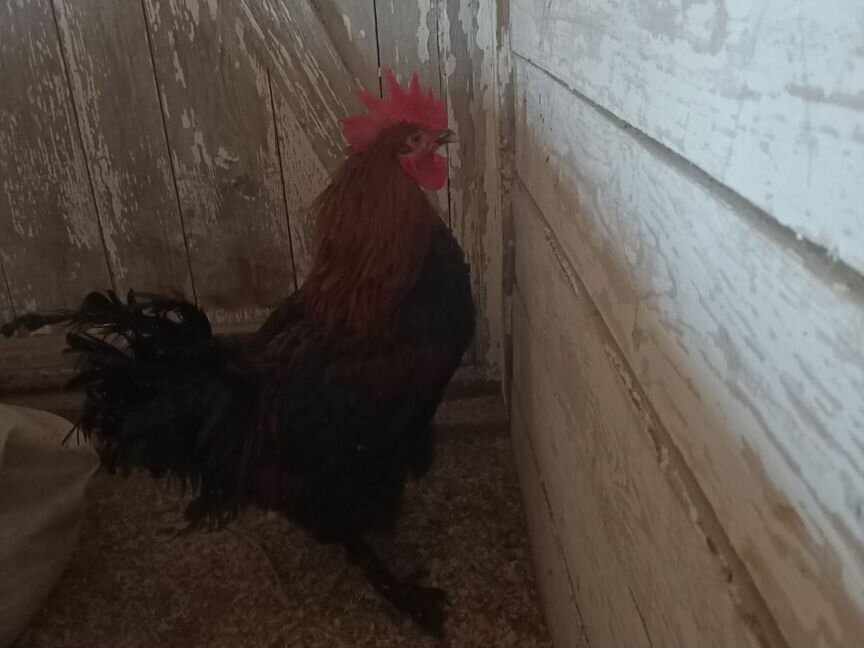 Петух Маран черно-медный