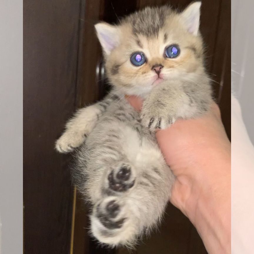 Британский короткошёрстный котёнок