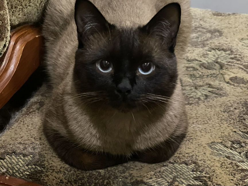 Тайская (Метис меконгского бобтейла )