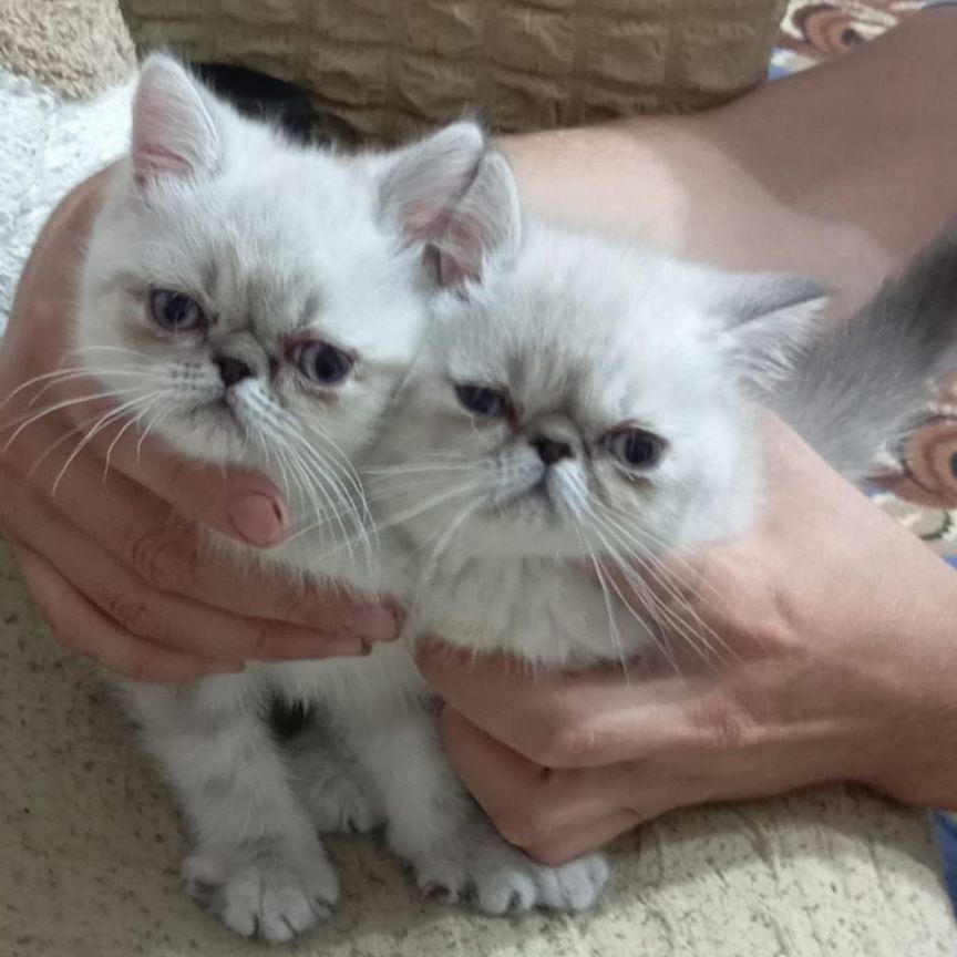 Экзотические персидские котята