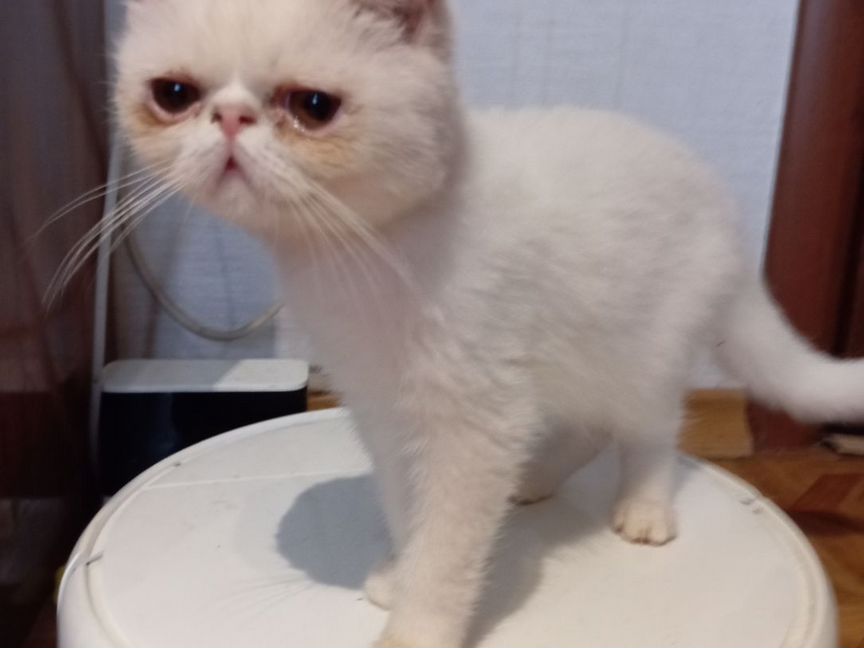 Котята экзоты