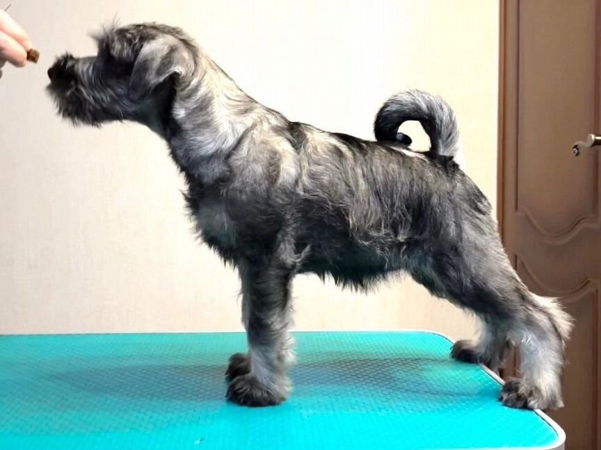 Щенки шнауцер