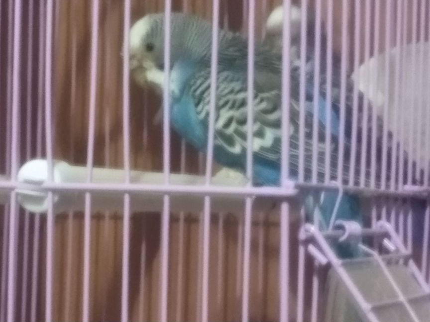 Волнистый попугай самка и самец