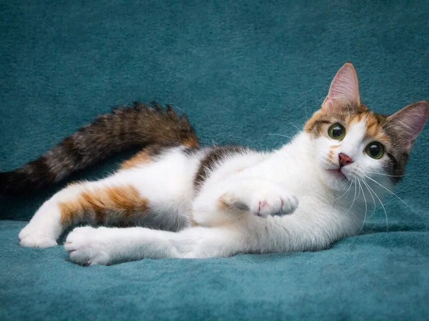 Зеленоглазка Марта в поисках дома