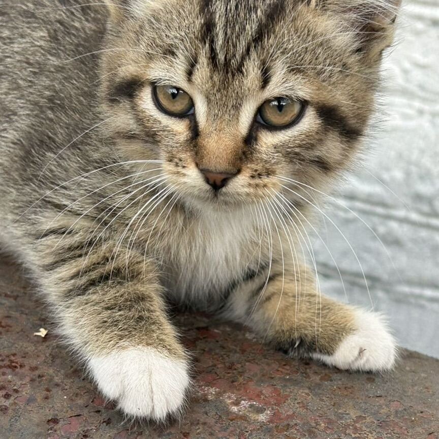 Отдам котят в добрые руки