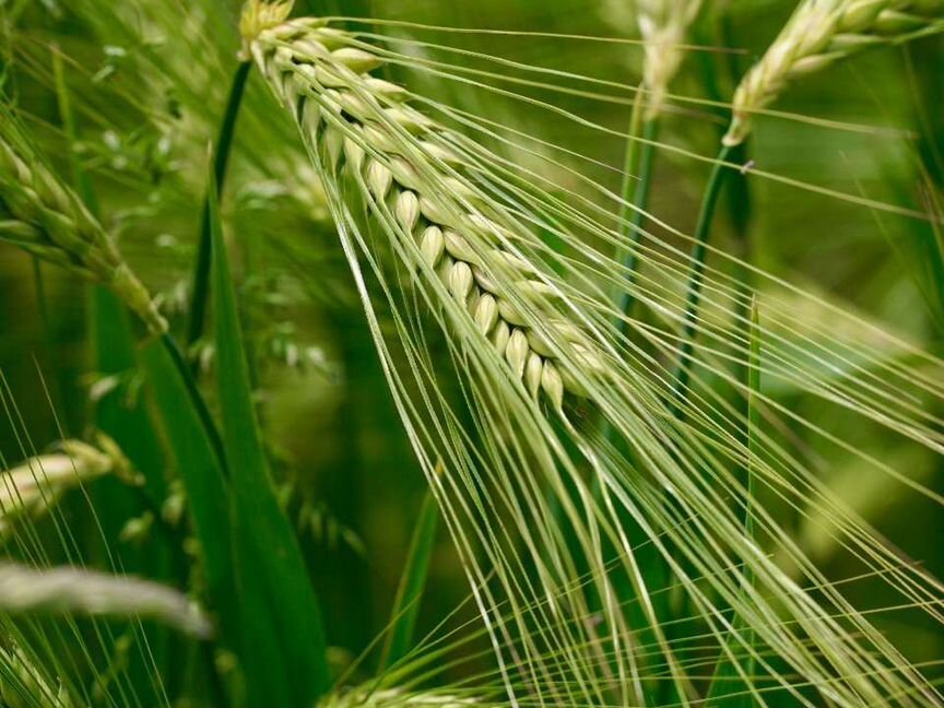 Зерно-овес, ячмень, пшеница, подсолнечник