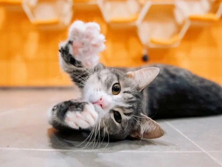 Котик Василий из приюта бесплатно