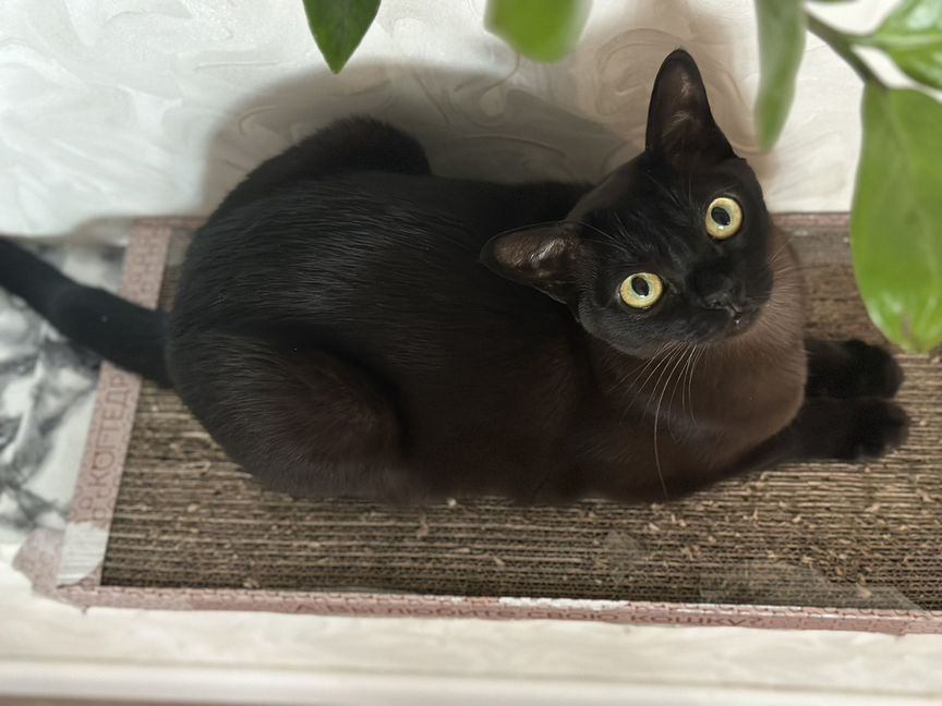 Бурманский котик
